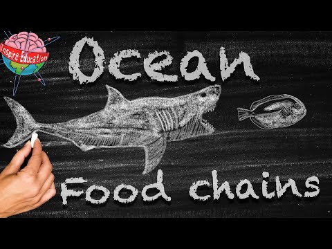 Ocean Food Chains