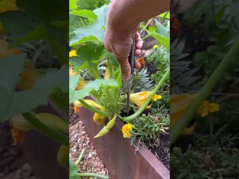 Get The Most Out Of Your Summer Squash With This Tip
