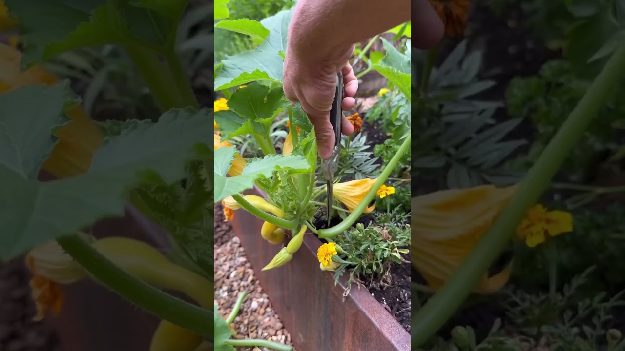Get The Most Out Of Your Summer Squash With This Tip