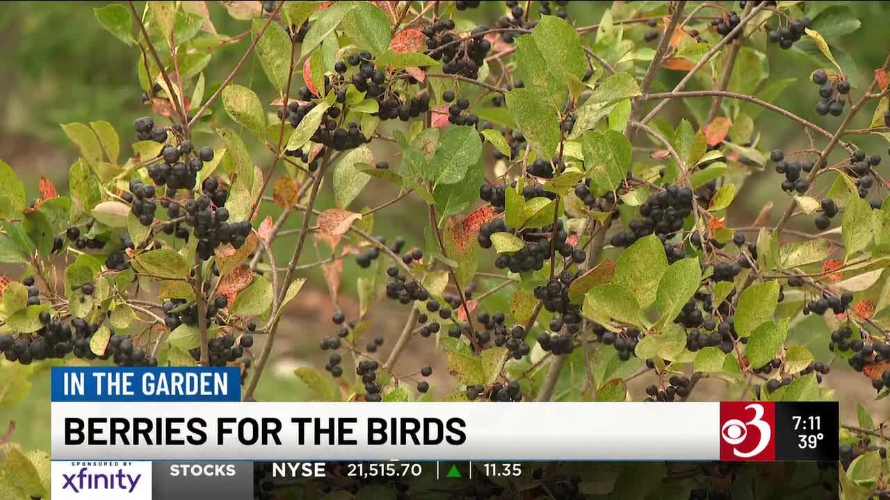 In the Garden: Berries for the birds