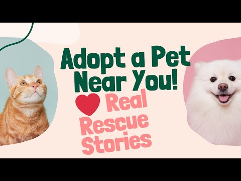 Adopt a Pet Near Me 🐾 Heartwarming Pet Adoption Stories | Rescue a Cat & Dog Shelters USA
