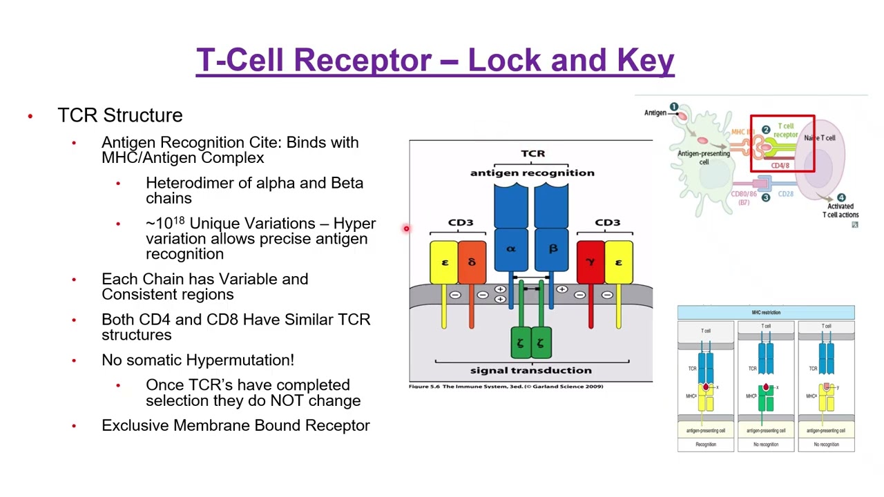 TCR and Coreceptors and BCR and Coreceptors