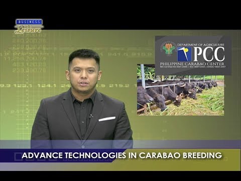 Advanced Technologies in Carabao Breeding Bizwatch