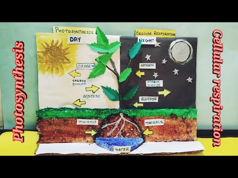 Photosynthesis model making || cellular respiration model || photosynthesis model school project ||