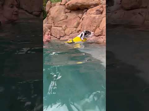 Protective Great Dane Lifeguard Hauls Puppy Out of the Pool
