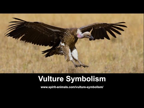 Vulture Symbolism