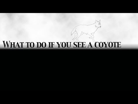 What To Do If You See a Coyote
