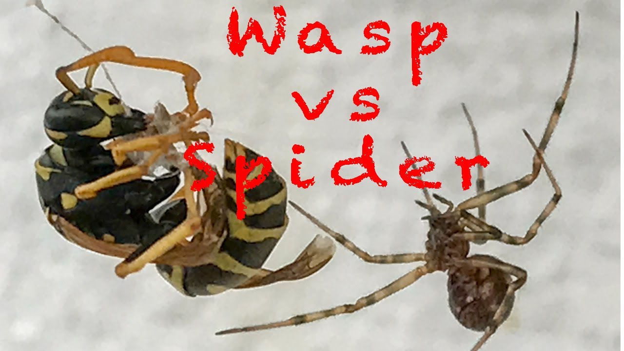 Wasp & Spider 2017 09 29