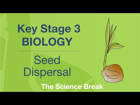 Key Stage 3 Science (Biology) - Seed Dispersal