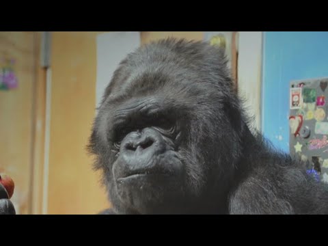 remembering koko who died in june 2018 | brain-perks