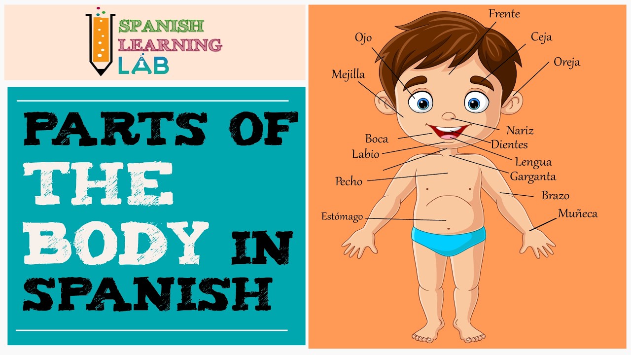 Body Parts in Spanish and the Imperative Mood