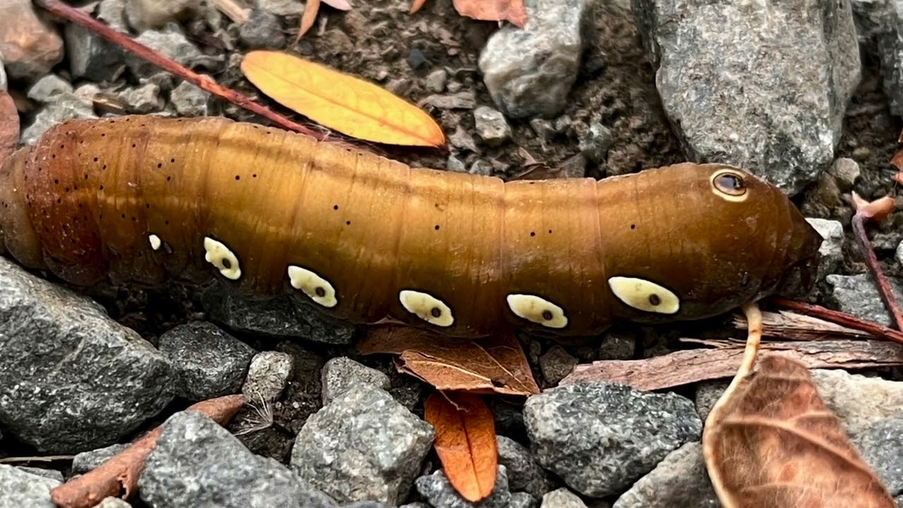 Pandora Sphinx Moth Caterpillar