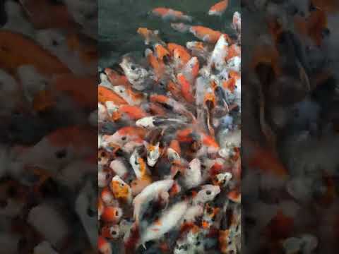 Japanese Koi fish excited to see human😍🥰| They do whenever see people|Not hungry #shorts #koi