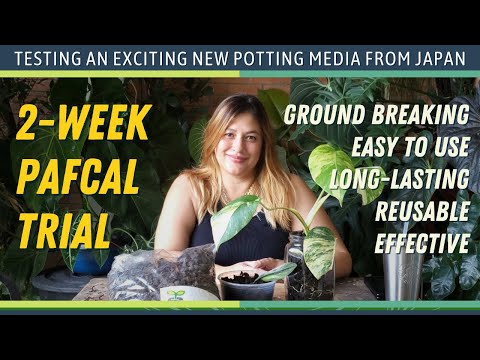 PAFCAL | Intro, Repotting, & Review of the Exciting Breakthrough Soilless Potting Media from Japan