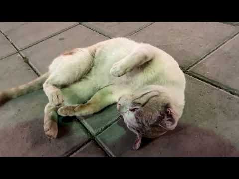 AT night Lovely Street Moggie cat