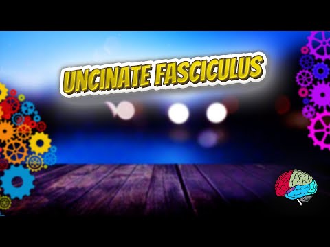Uncinate fasciculus - Know It ALL πβ