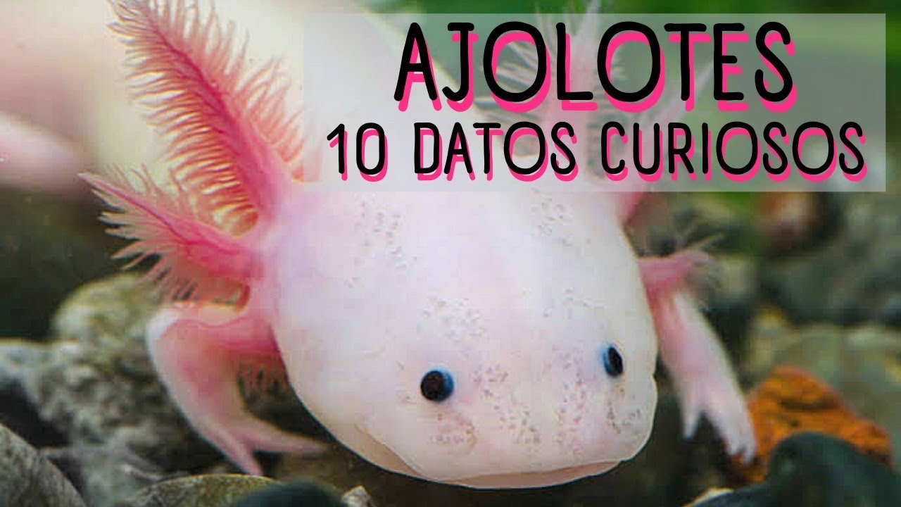 Axolotls: Incredible Amphibians 🦠 10 Facts You Didn't Know About Axolotls | Interesting Facts Abo...