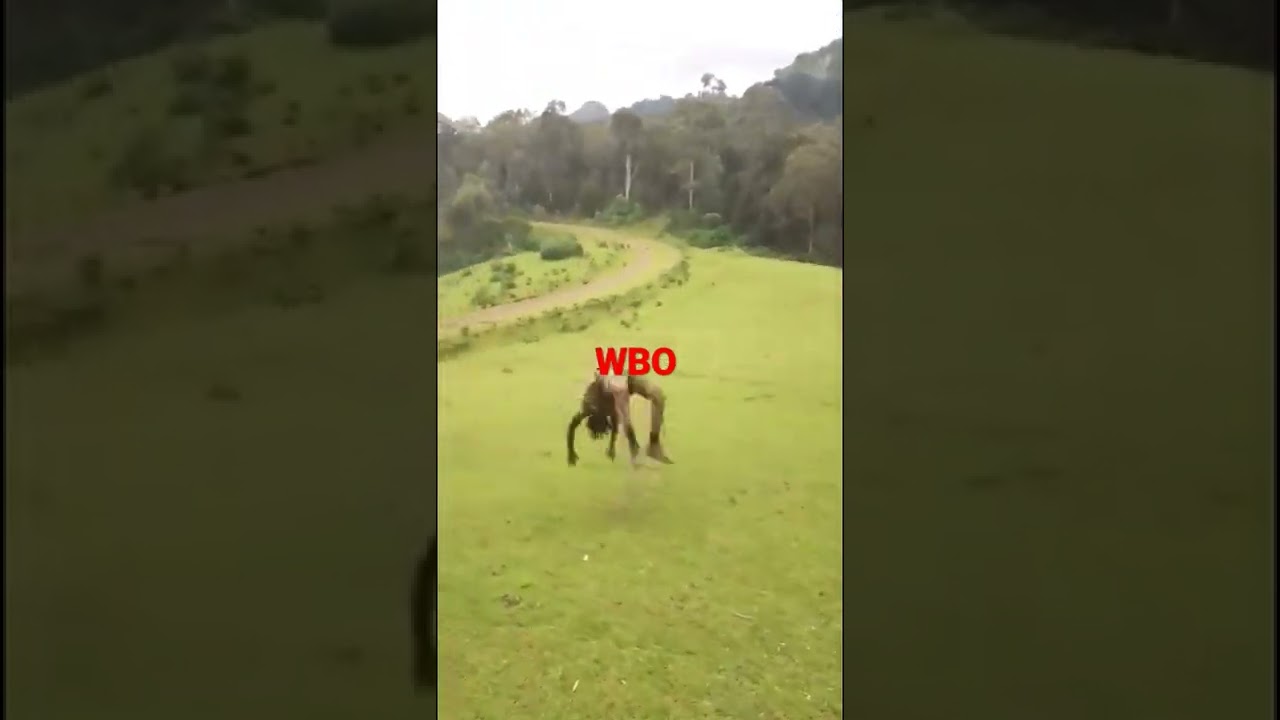 #short Vedio waraana Bilisummaa Oromoo