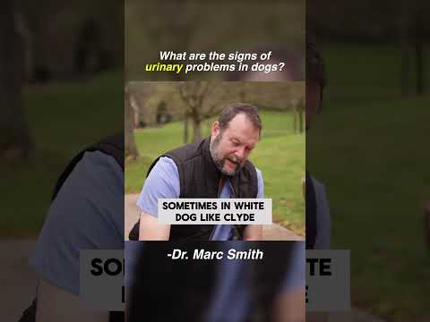 What Are the Signs of a UTI in a Dog? Marc Smith, DVM, MS