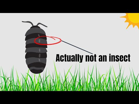 How to get rid of Rollie Pollies
