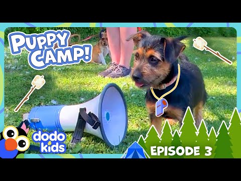 Which Puppy's Team Wins EPIC Camp-Wide Showdown? | Dodo Kids | Dog Days Of Summer Camp | Episode 3