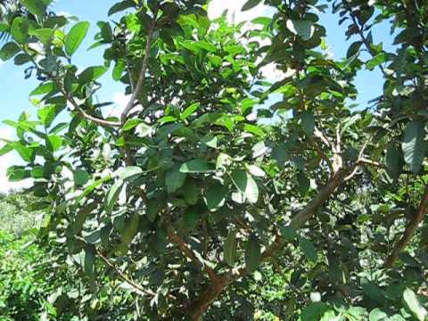 Psidium guajava Guava Tree