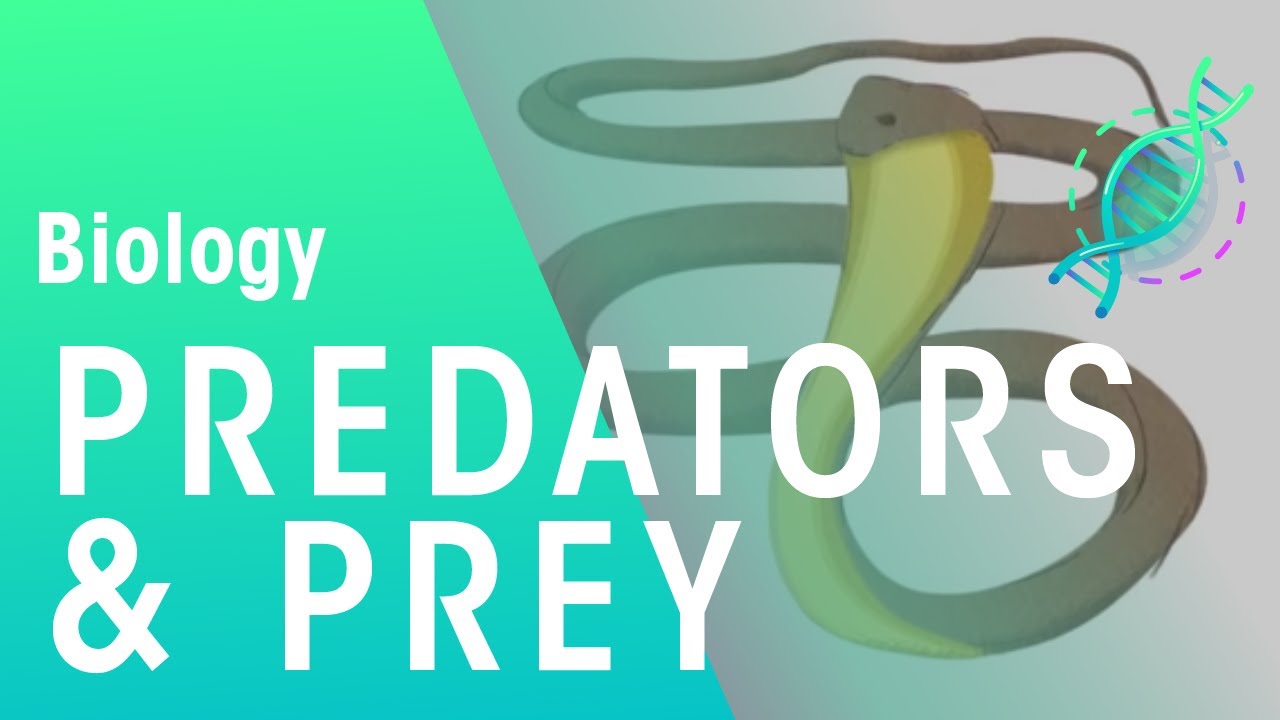 Adaptations Of Predators And Prey | Ecology & Environment | Biology | FuseSchool
