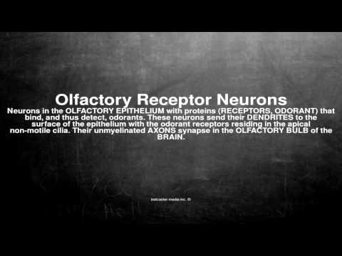 Medical vocabulary: What does Olfactory Receptor Neurons mean