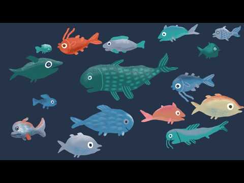 SOPHIE 02 - The ocean brings food to the table