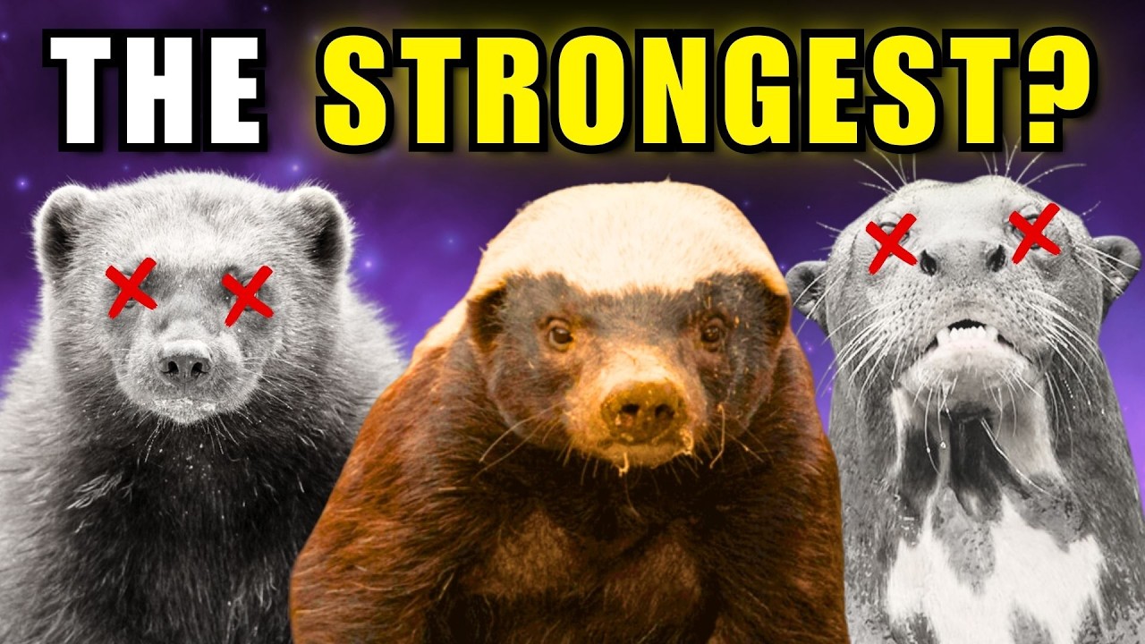 The 8 STRONGEST Mustelids
