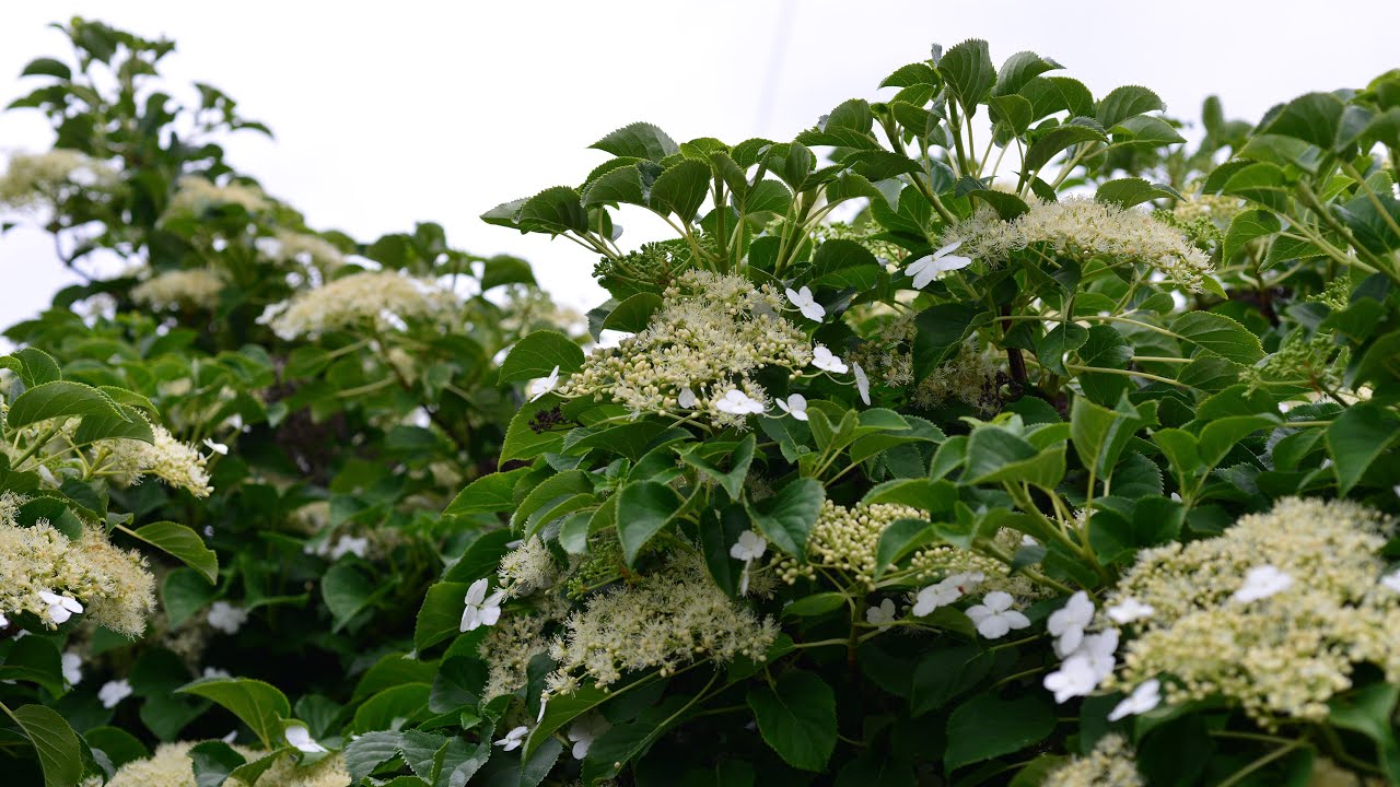 Climbing Hydrangea (Hydrangea anomola var. petiolaris)
