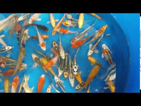 New 3 to 4 inch Standard Fin Koi