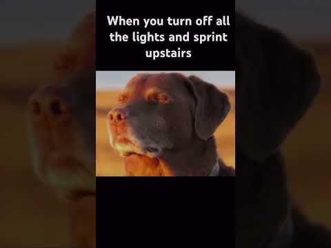 Cooked dog meme