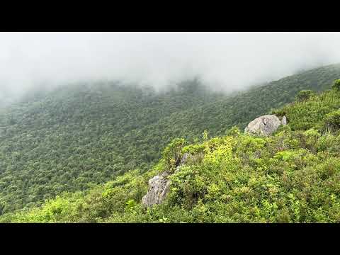 2024-07-27: Tennent Mountain in the Clouds, Pisgah NF, NC