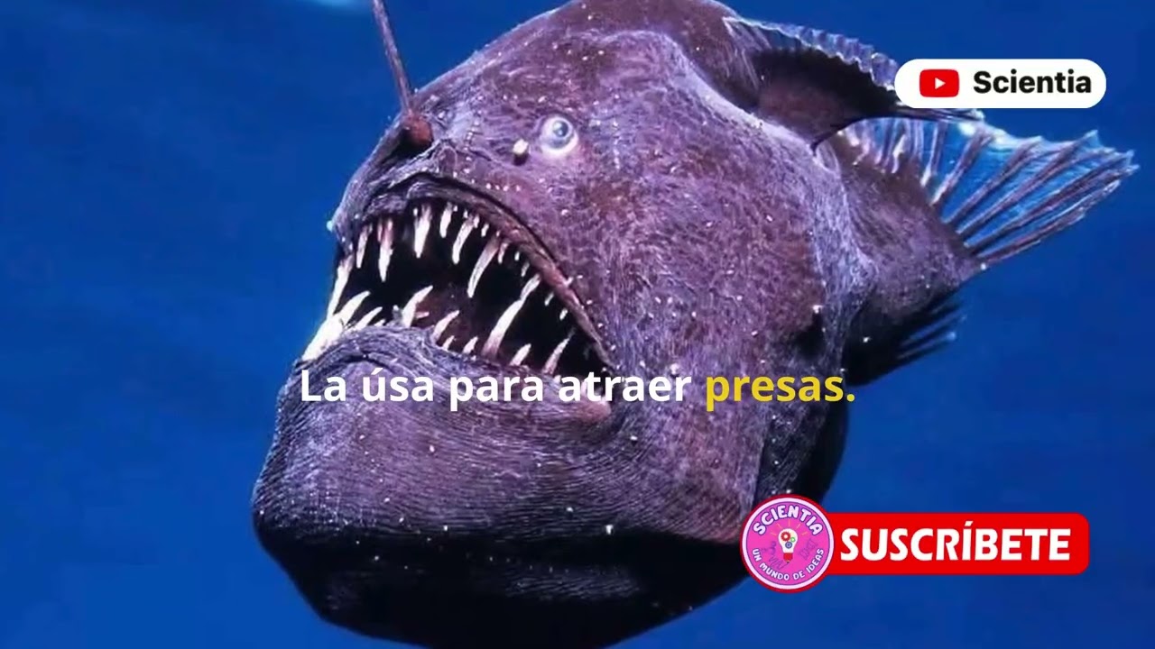 ¡Pez monstruoso es encontrado en la playa!😨😱