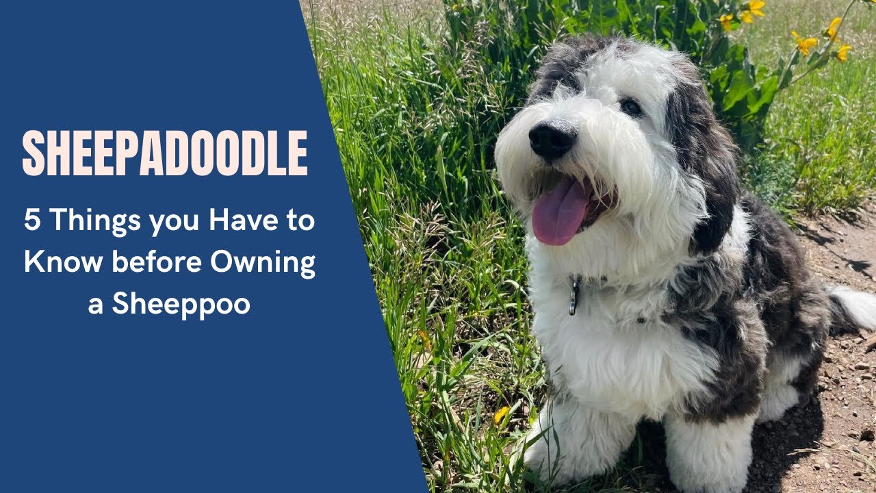 Sheepadoodle - 5 Things you Have to Know before Owning a Sheeppoo