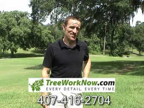 Insurance Warning for Orlando Tree Service Customers