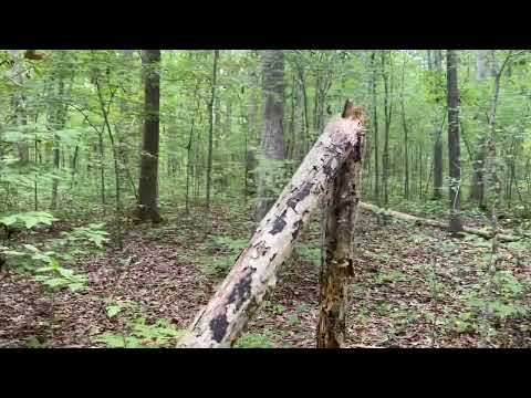 A Magnificent Southern Red Oak