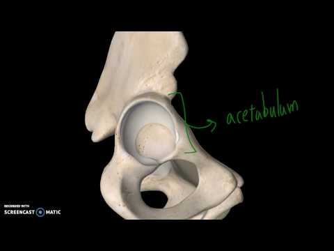 Pelvis Anatomy Tutorial (Bone)
