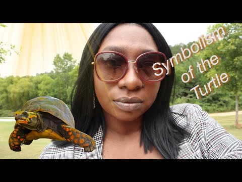 Turtle Spirit Animal Meaning / Symbolism