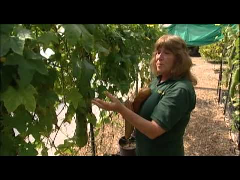 Unusual/Unique farm: The Luffa Farm
