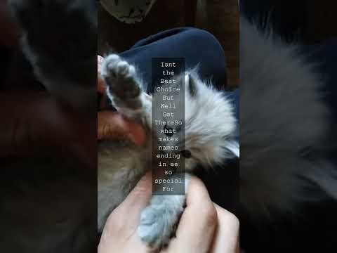The Purrfect Truth Why Cats Love Names Ending in EeAs any cat lover knows felines can...