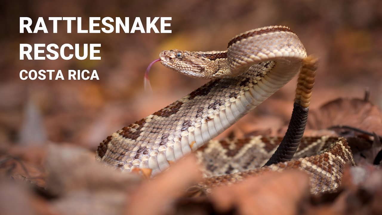 Dangerous Central American rattlesnake in the garden, deadly venomous snake rescue