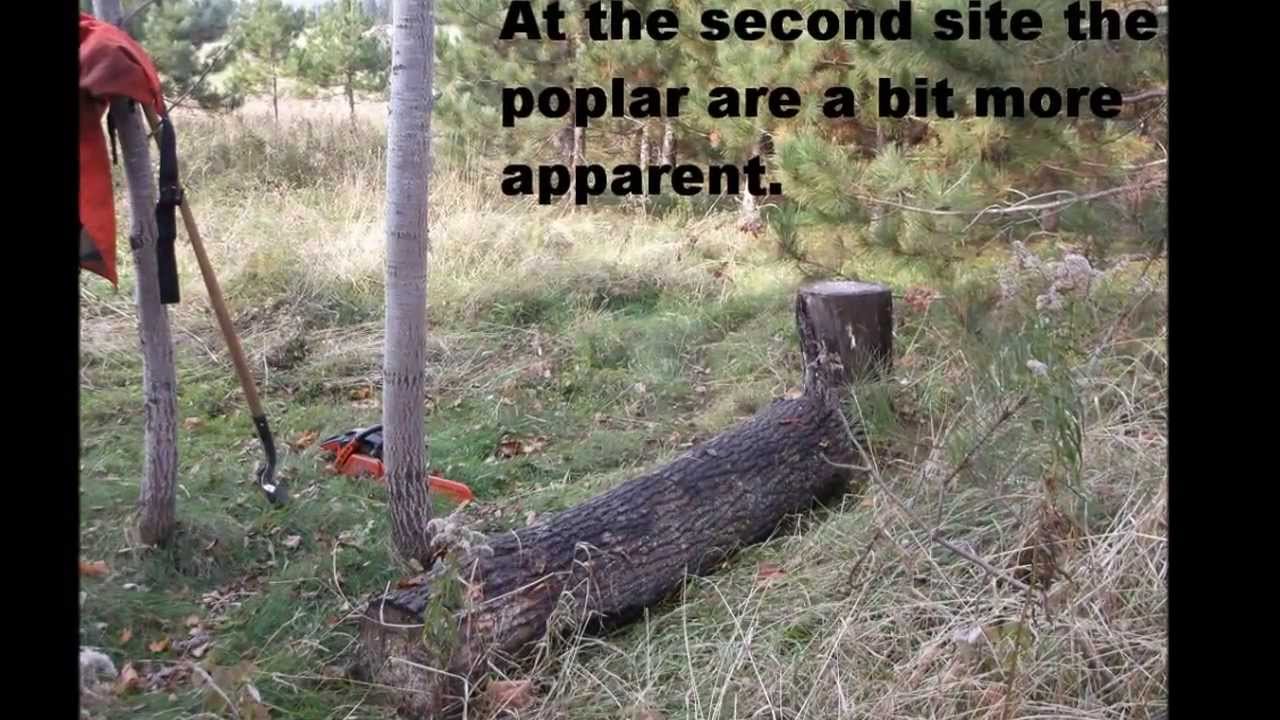 Ruffed Grouse Drumming Log Installation