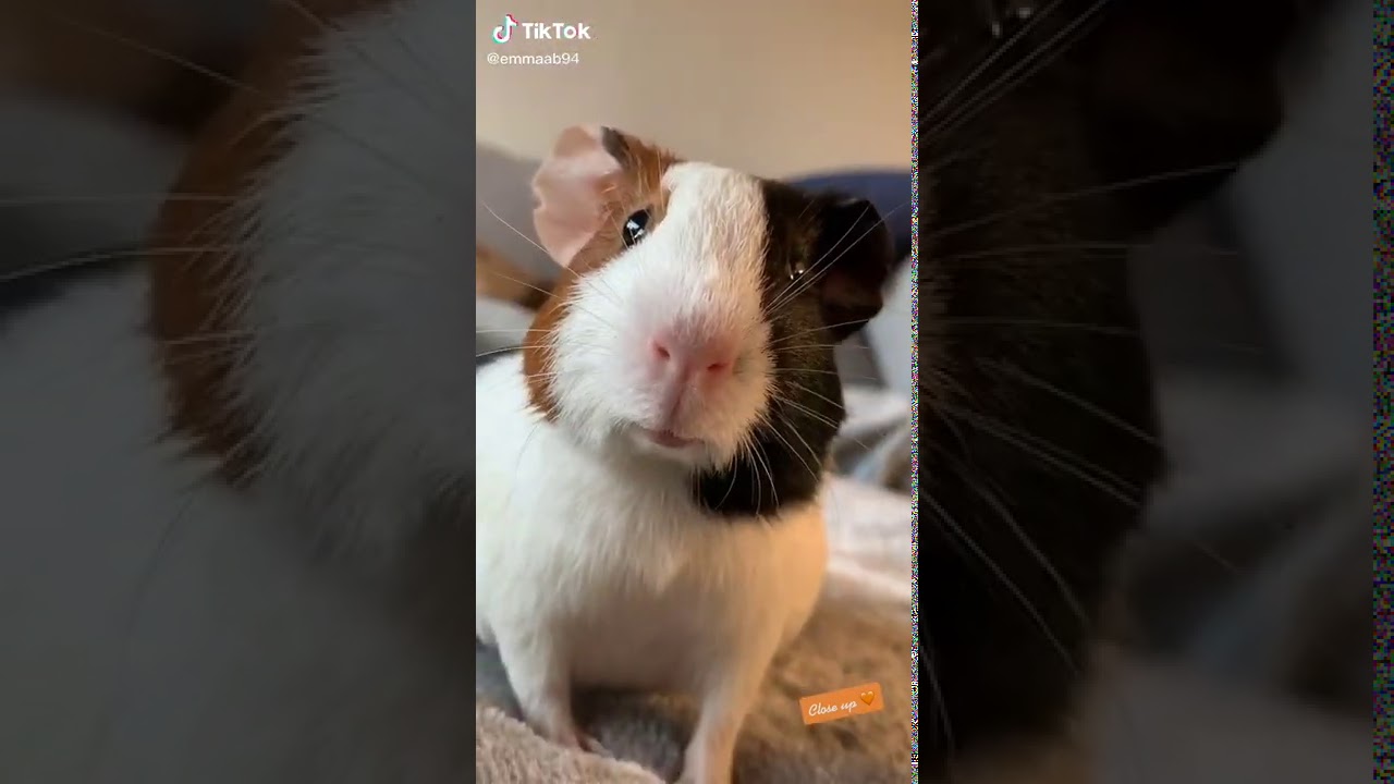 La cobaya loca