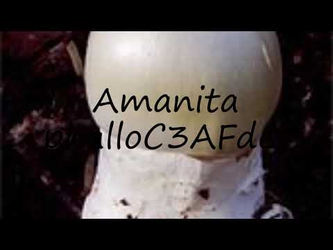 How to pronounce Amanita phalloC3AFdes in Italian?