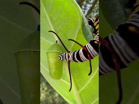 WHAT CATERPILLARS DREAM OF #shorts