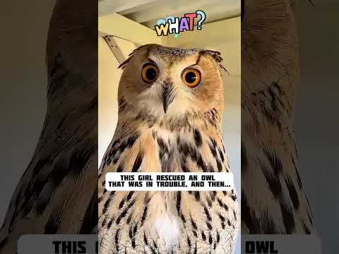 This girl rescued an owl that had gotten into trouble, and then... #animals #story