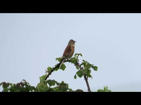 Linnet