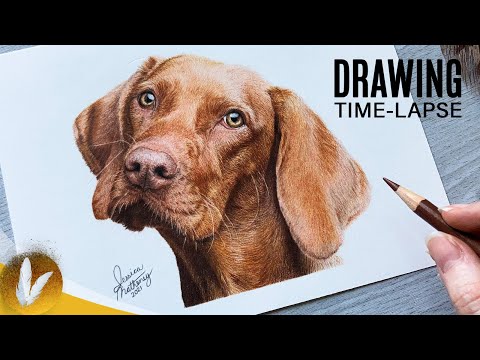 Realistic Colored Pencil Drawing Vizsla Dog | Drawing Timelapse
